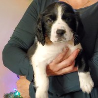 Maple Hill English Springer Spaniels – Springing into Excellence